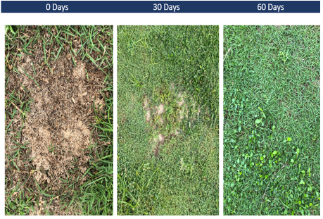 Golf Grass Test Plot @ RPGC – Spin Eight Nano Technologies Sdn Bhd